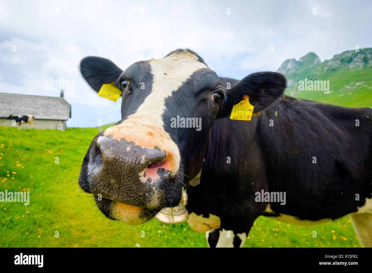 Funny portrait of a cow muzzle close-up on an alpine meadow Stock Photo ...