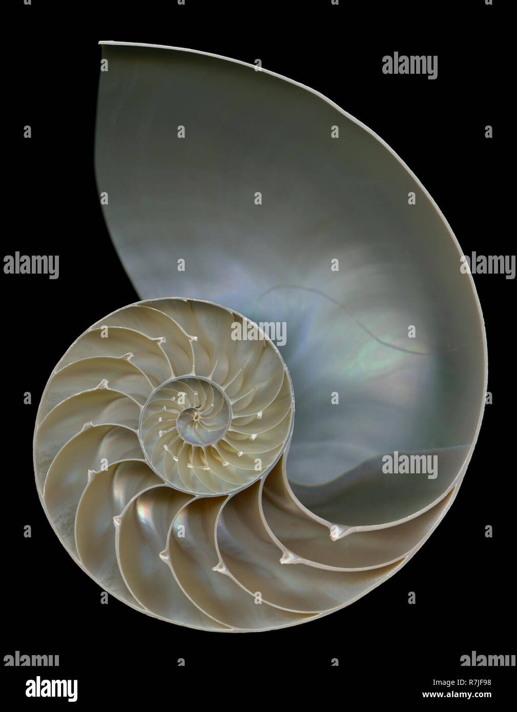 Natural logarithmic spiral hi-res stock photography and images - Alamy