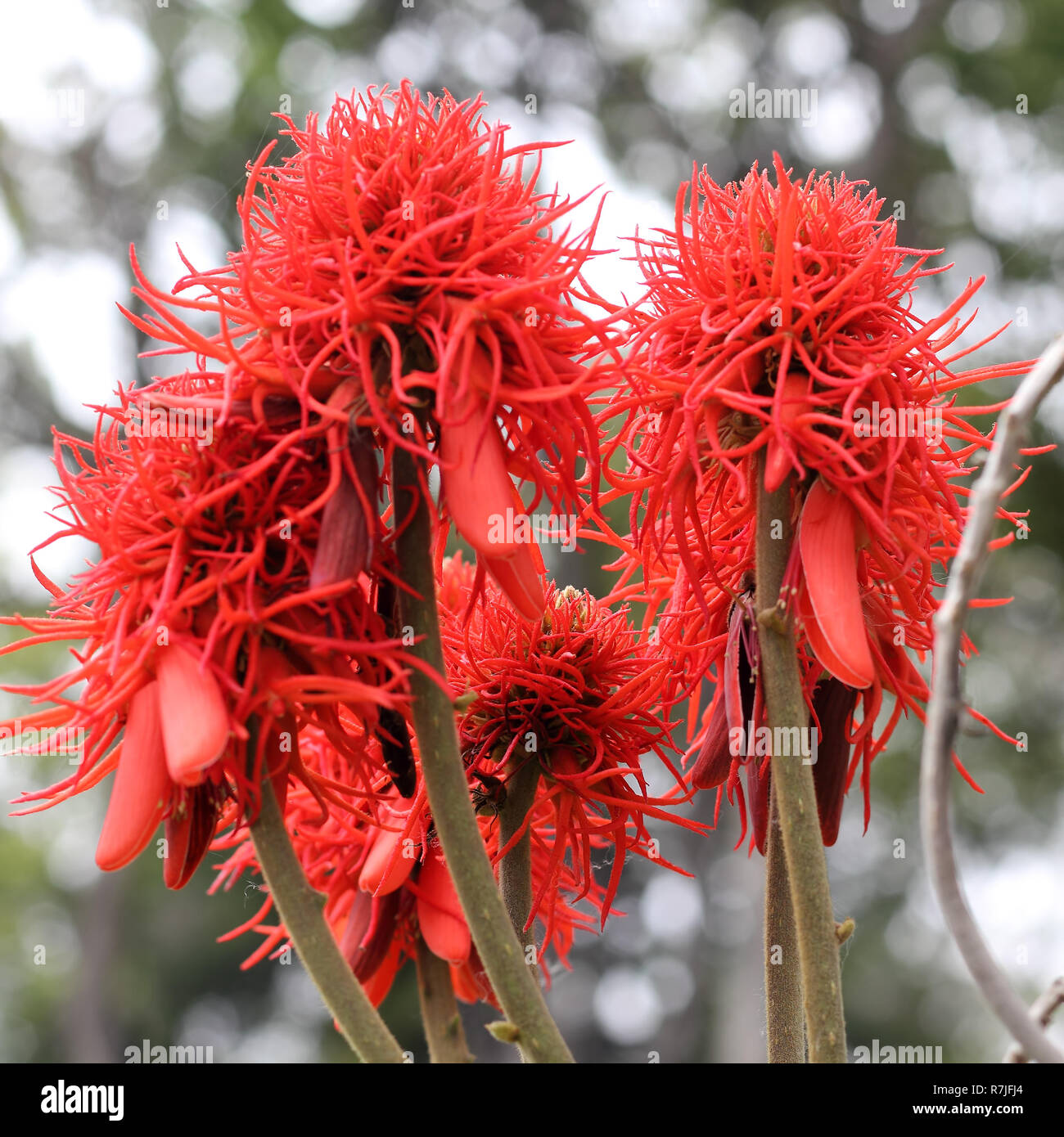 Blossoms of Red-Hot Poker Tree, Erythrina abyssinica Stock Photo - Alamy