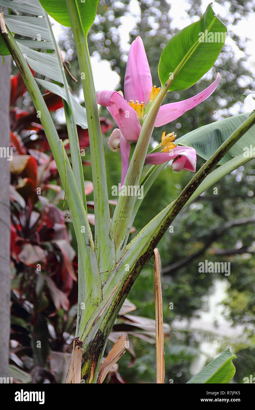 Blossom of Pink Velvet Banana, Musa velutina in the Municipal park in ...