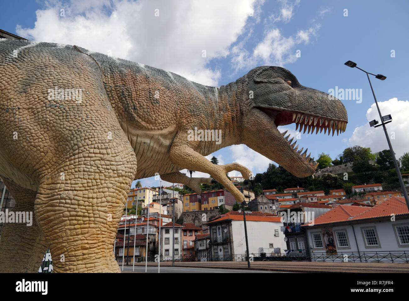 Trex hi-res stock photography and images - Alamy