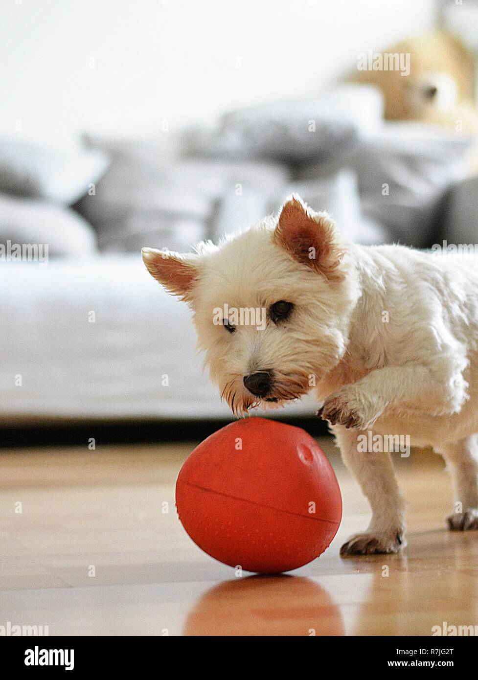 white terrie is played from a snackball Stock Photo - Alamy