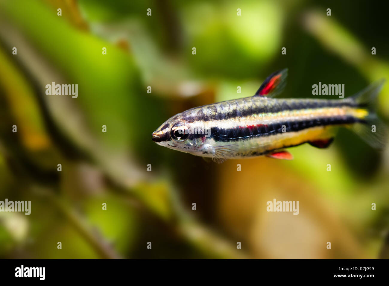 Nannostomus marginatus hi-res stock photography and images - Alamy