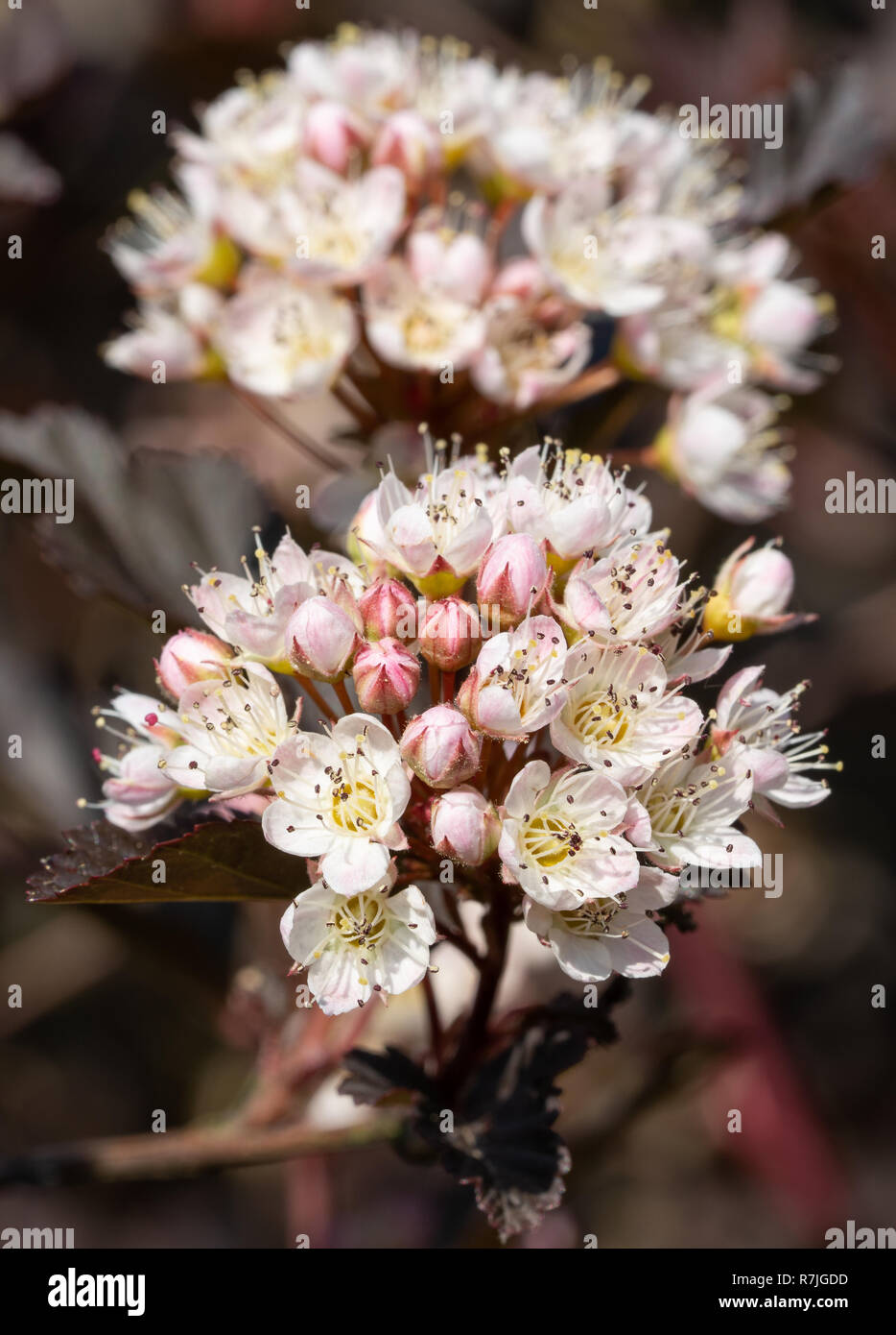 Common ninebark (Physocarpus opulifolius), close up of the flower head ...