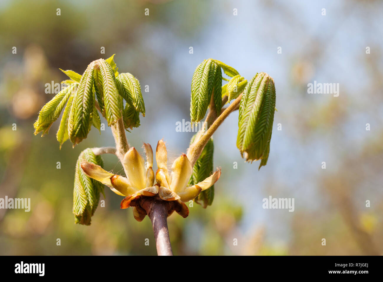 Bursting of buds hi-res stock photography and images - Alamy
