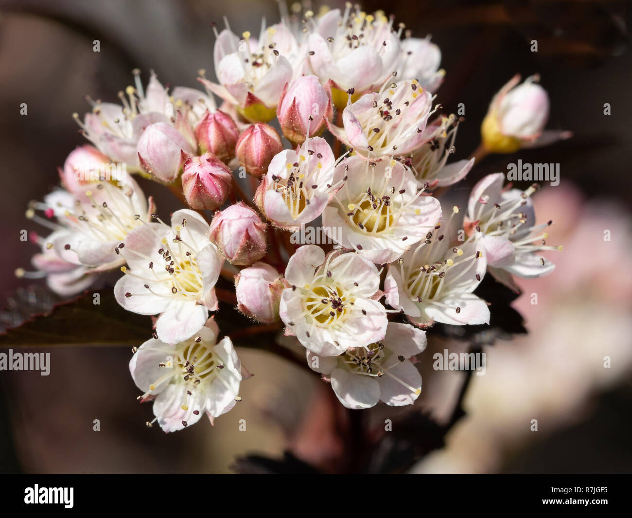 Common ninebark (Physocarpus opulifolius), close up of the flower head ...