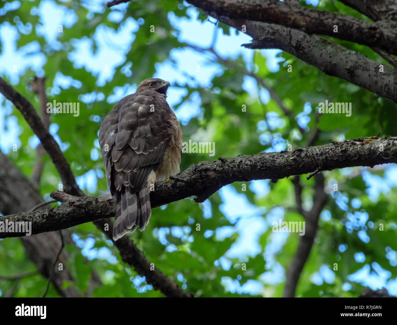 Northern Goshawk (Accipiter gentilis). Russia Stock Photo - Alamy
