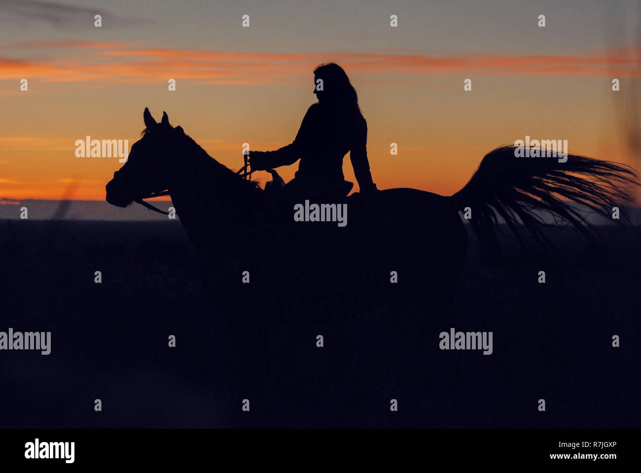 Girl rider in saddle at sunset. Horse with gorgeous tail on red rising ...