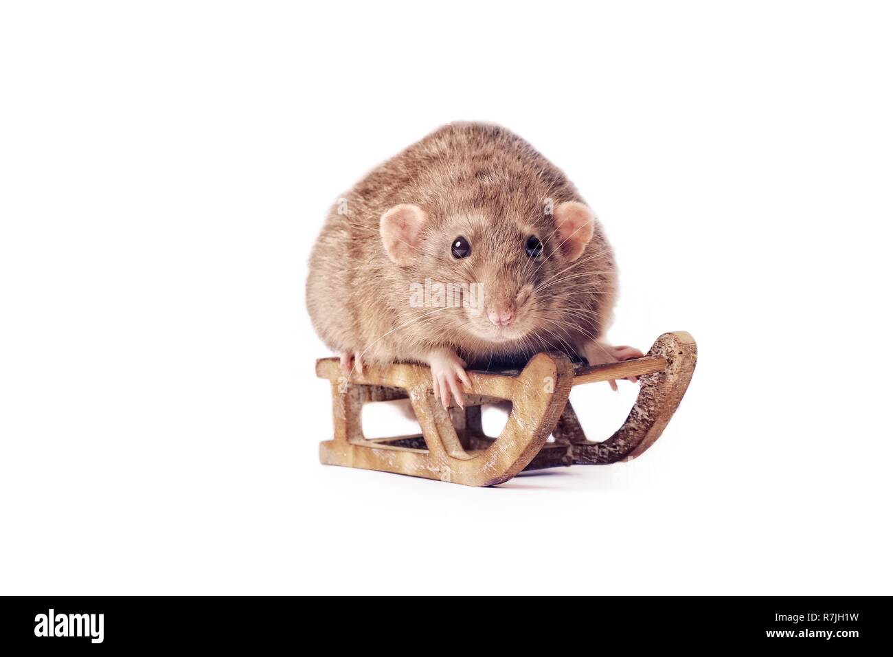 Rat looking at camera hi-res stock photography and images - Alamy