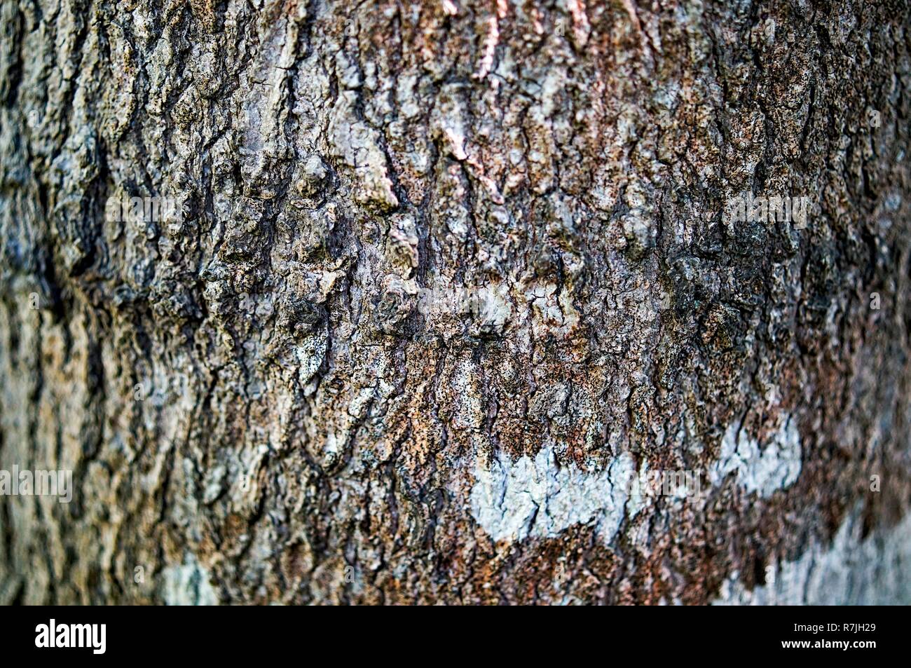 Pine tree bark hi-res stock photography and images - Alamy