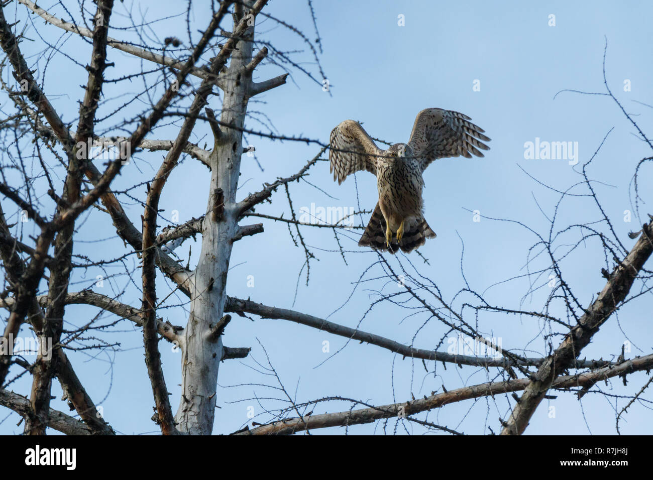 Northern Goshawk (Accipiter gentilis). Russia Stock Photo - Alamy
