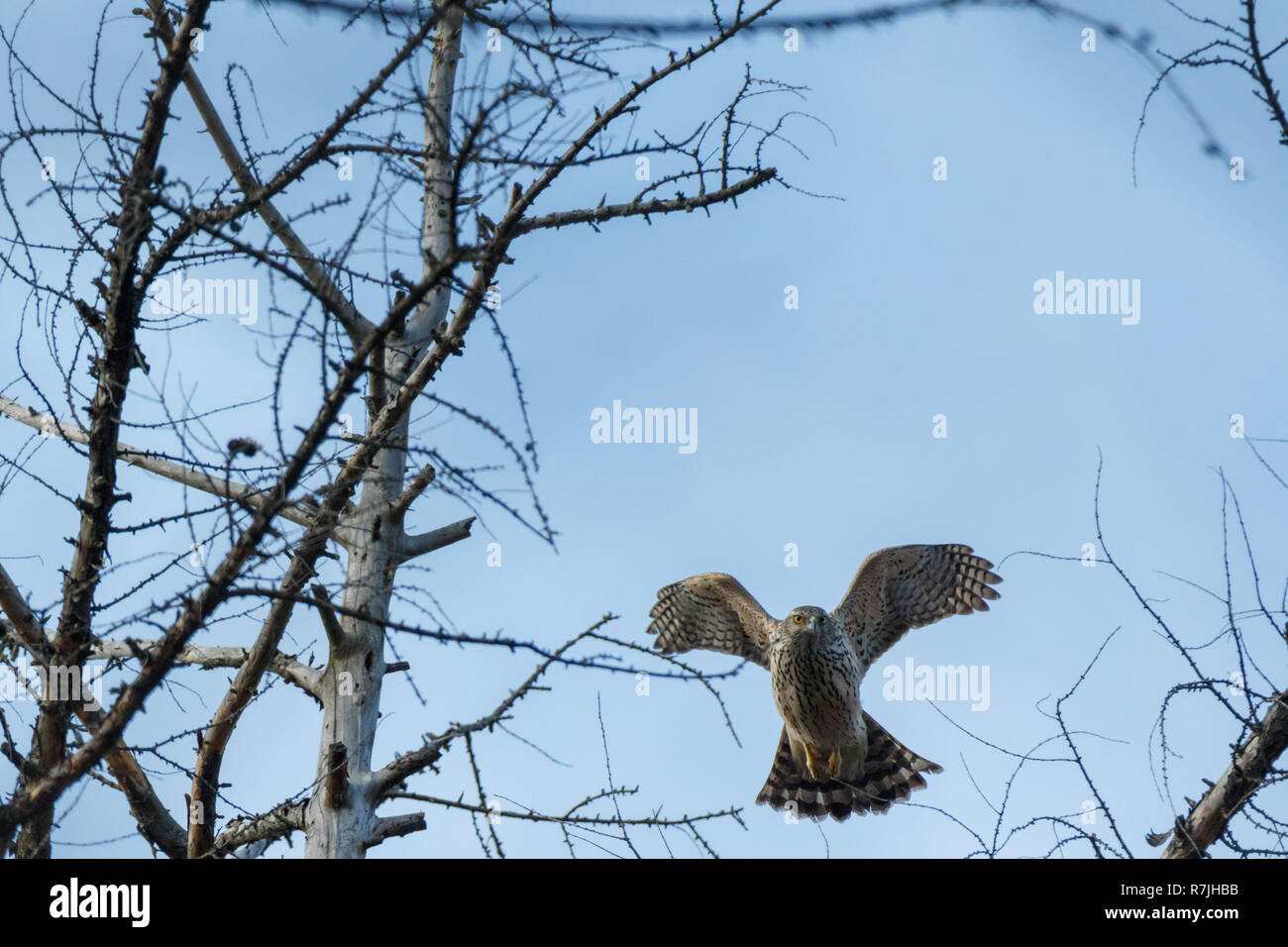 Northern Goshawk (Accipiter gentilis). Russia Stock Photo - Alamy