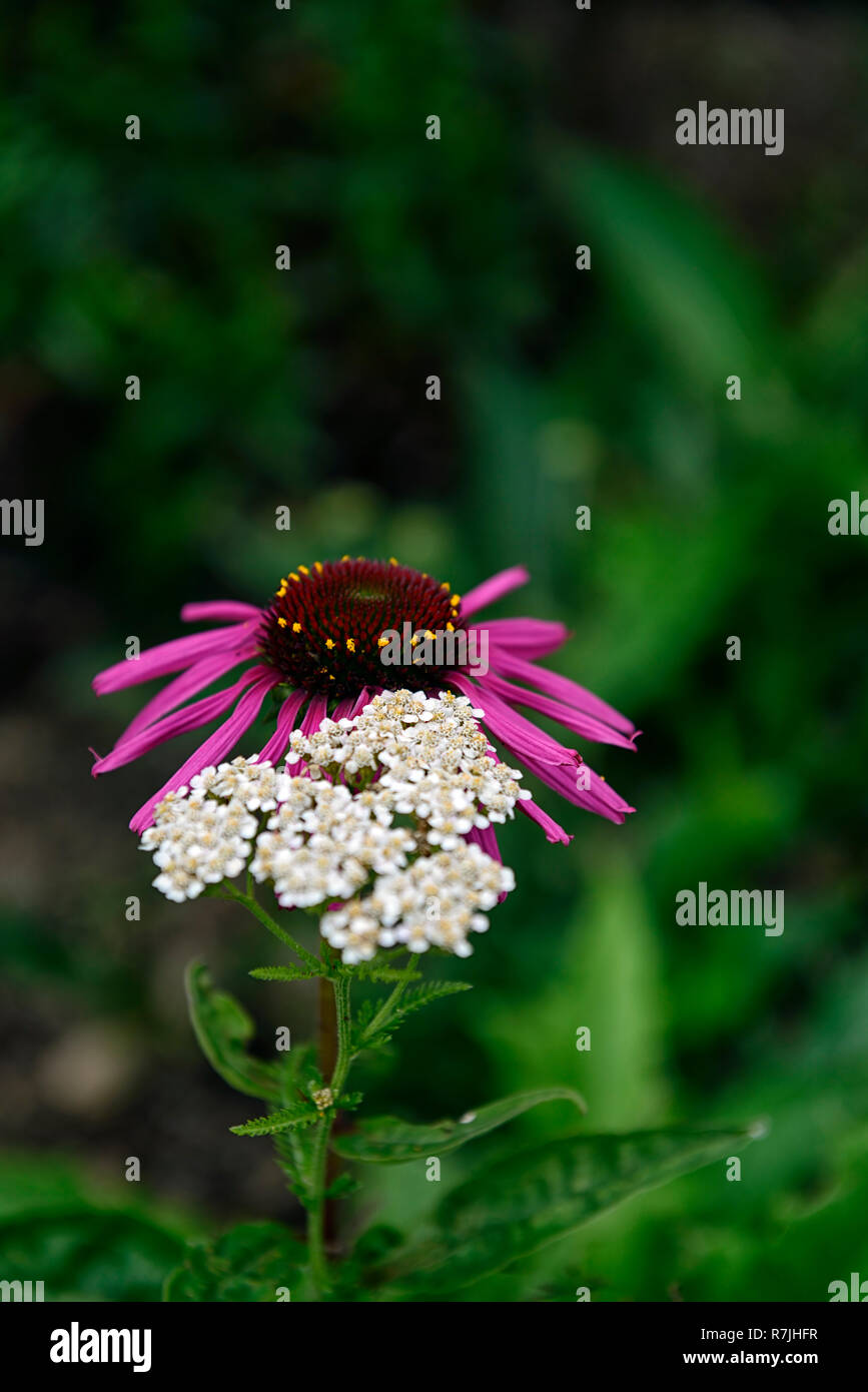 Achillea mix hi-res stock photography and images - Alamy