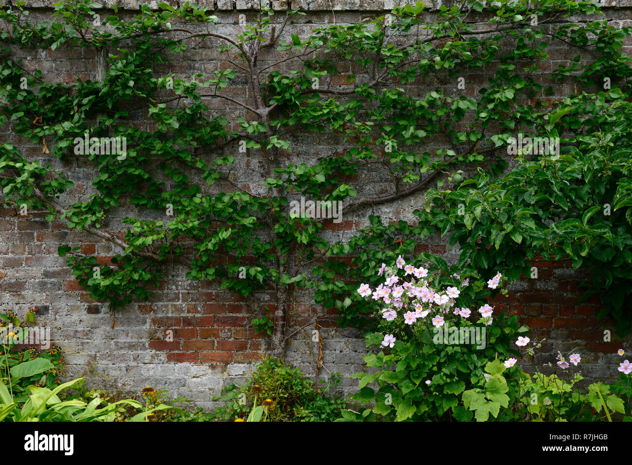 Espalier,espaliered,apple tree,kitchen garden,walled garden,support ...