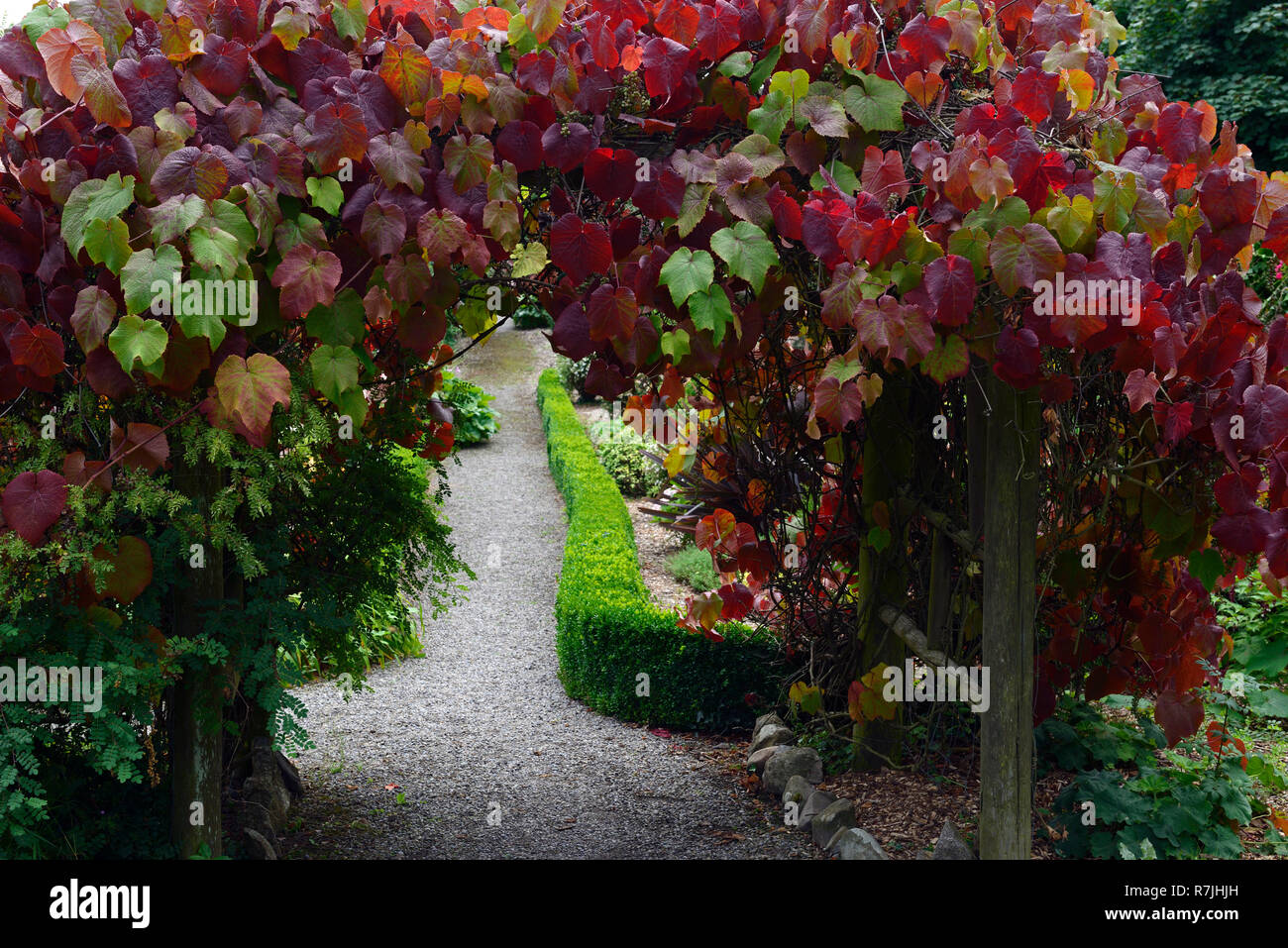Grapevine pergola hi-res stock photography and images - Alamy