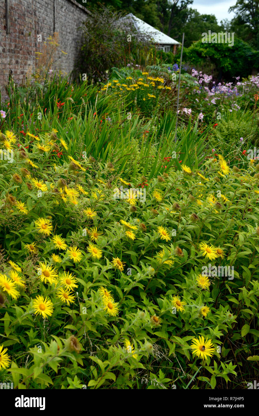 Inula helenium,Elecampane,yellow,flowers,flowering,medicinal,walled ...