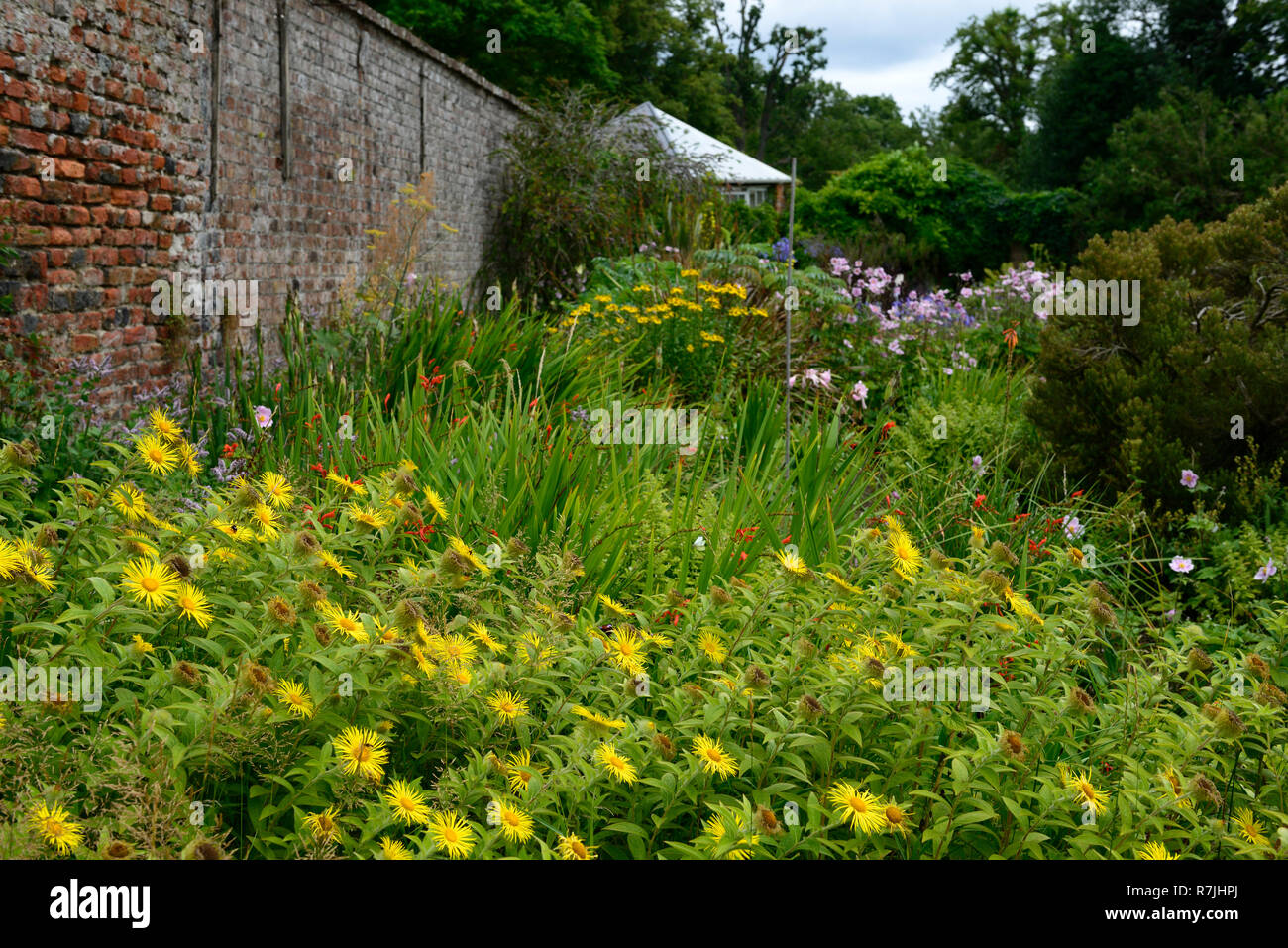 Inula helenium,Elecampane,yellow,flowers,flowering,medicinal,walled ...