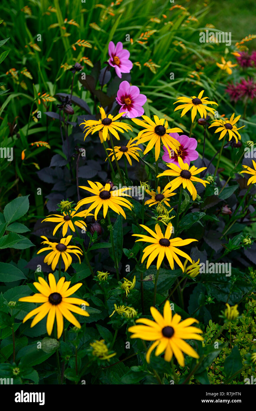 Dahlia Happy Single Wink High Resolution Stock Photography and Images ...