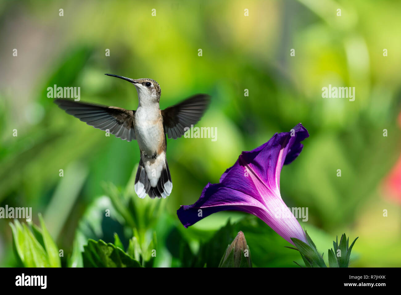Ruby-throated Hummingbird flying near Morning Glory Stock Photo - Alamy