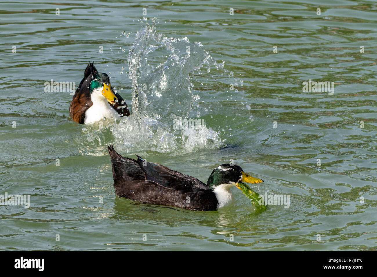 Algae eating birds hi-res stock photography and images - Alamy