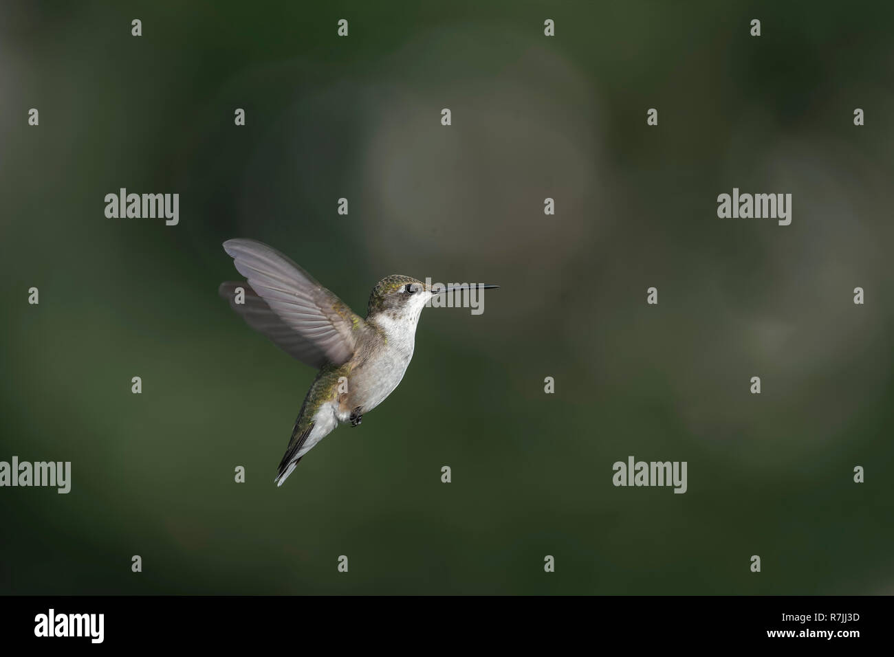 Ruby-throated Hummingbird in flight Stock Photo - Alamy