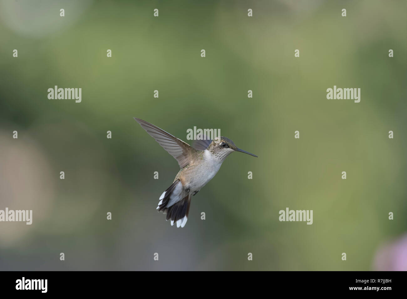 Ruby-throated Hummingbird in flight Stock Photo - Alamy