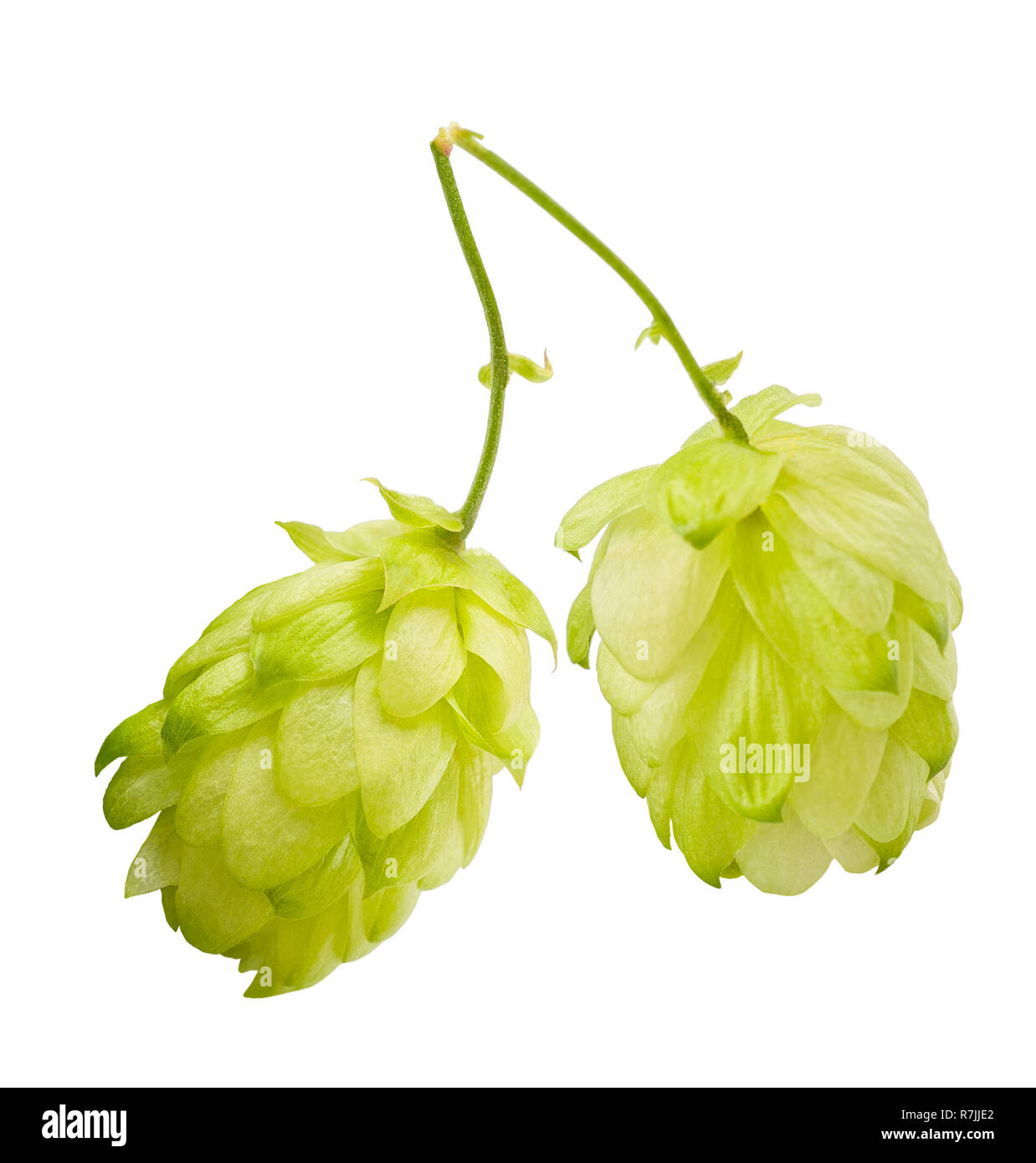 hops with leaves isolated on white Stock Photo - Alamy