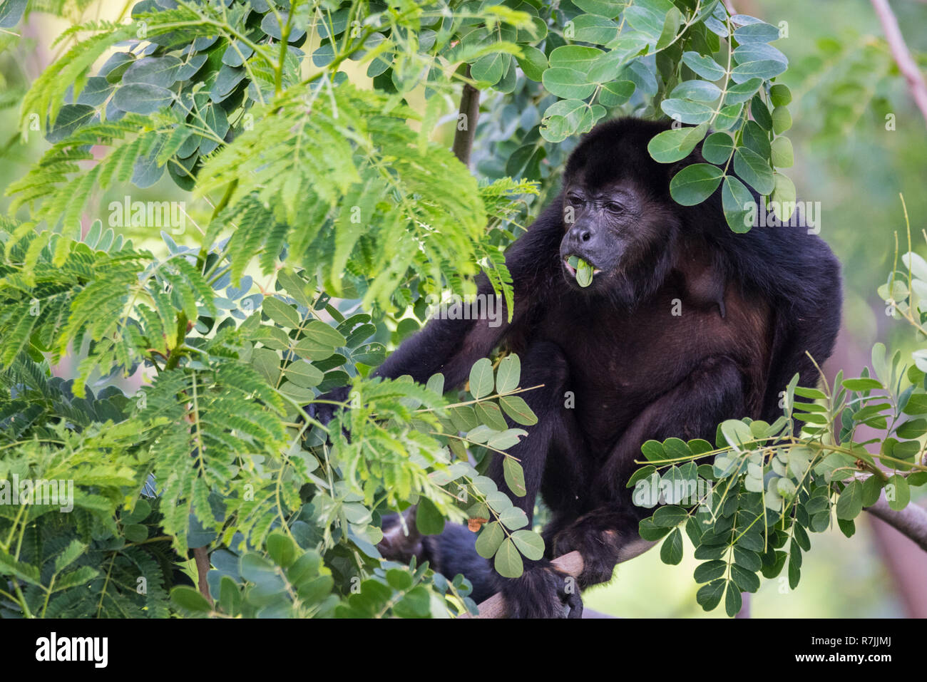 Black Howler monkey, genus Alouatta monotypic in subfamily Alouattinae ...