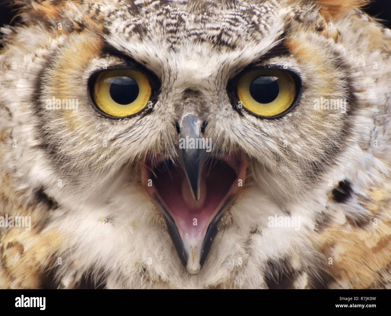A Great Horned Owl (Bubo virginianus), aka the Tiger Owl Stock Photo ...