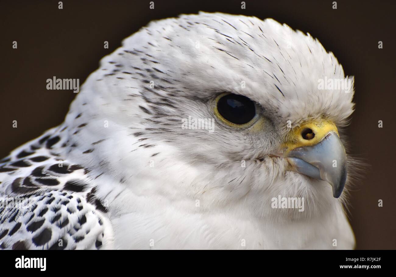 A white Gyrfalcon (Falco rusticolus Stock Photo - Alamy