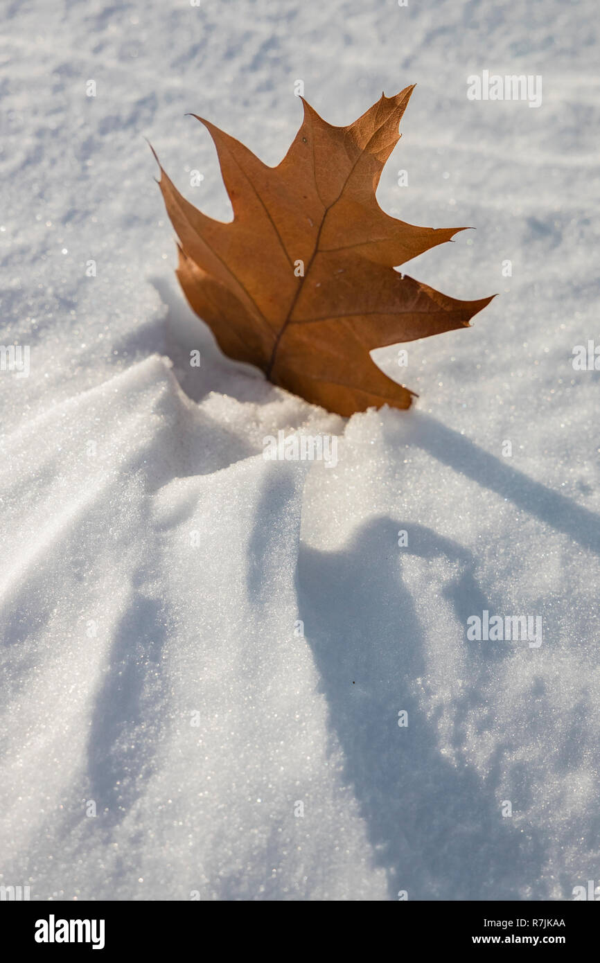 Windblown leaves hi-res stock photography and images - Alamy