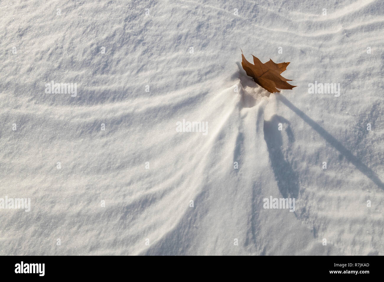 Leaf textures hi-res stock photography and images - Alamy