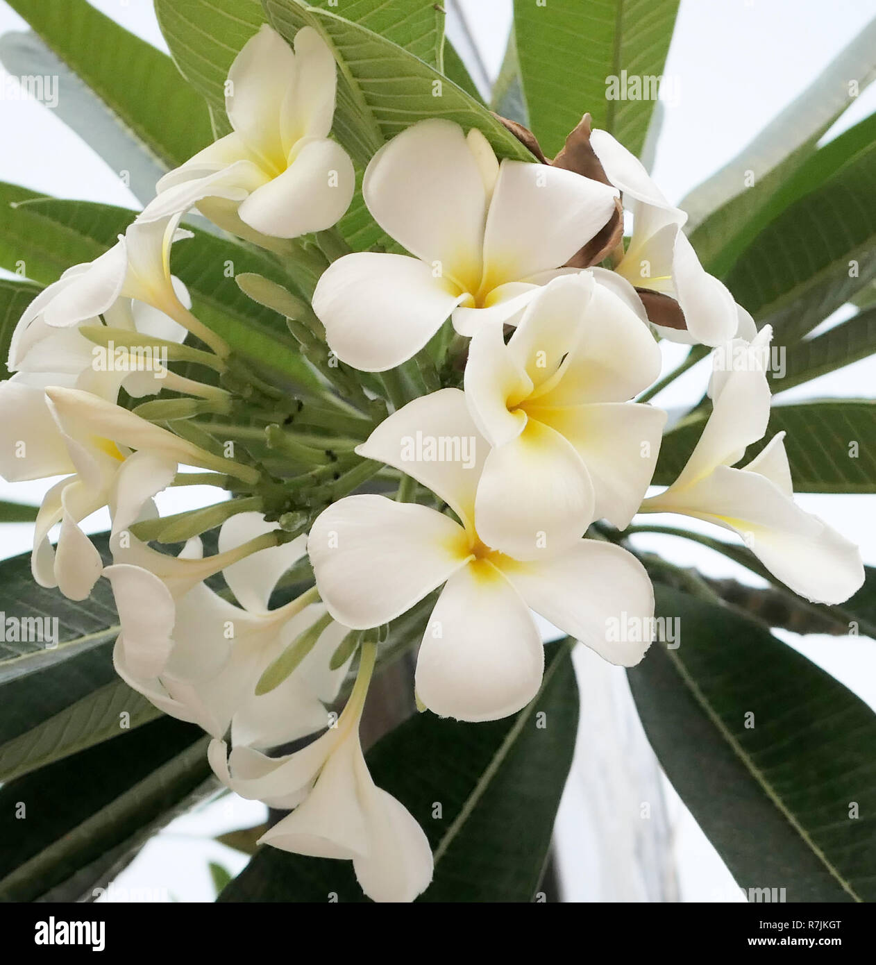 New caledonia flowers hi-res stock photography and images - Alamy