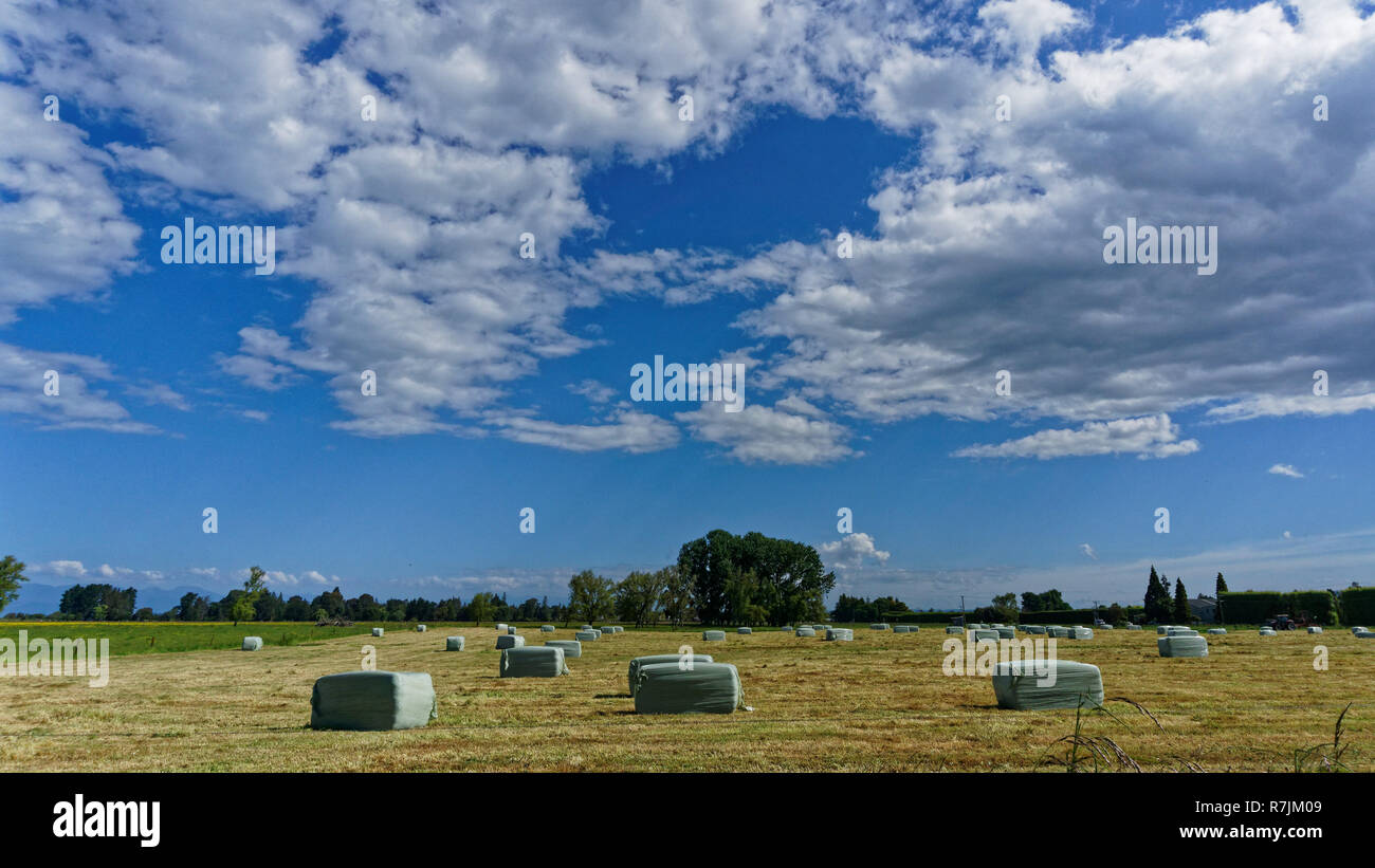 Making hay while the sun shines in New Zealand Stock Photo - Alamy