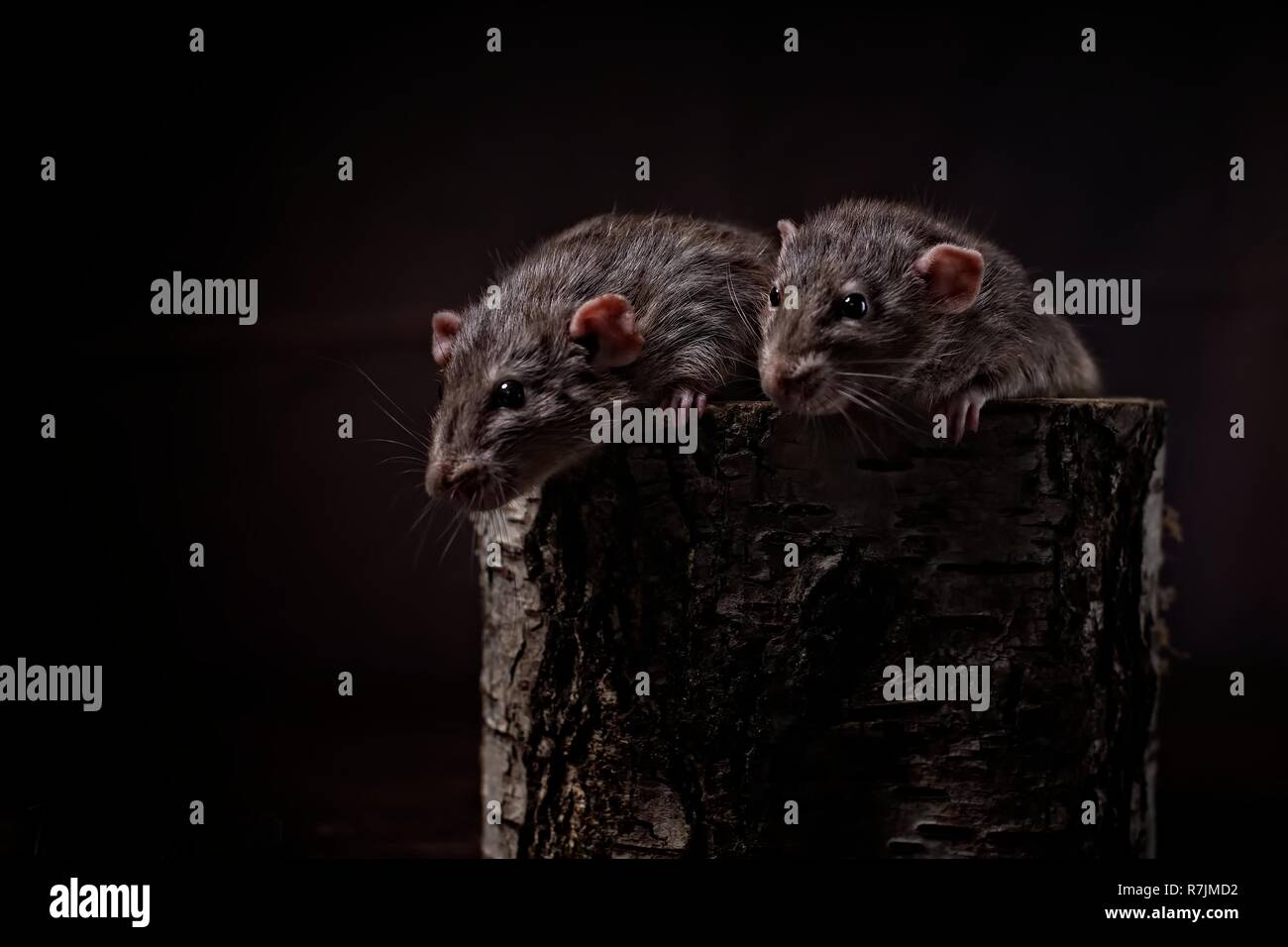 Two cute rodents in a tree trunk looking curious sideways Stock Photo ...