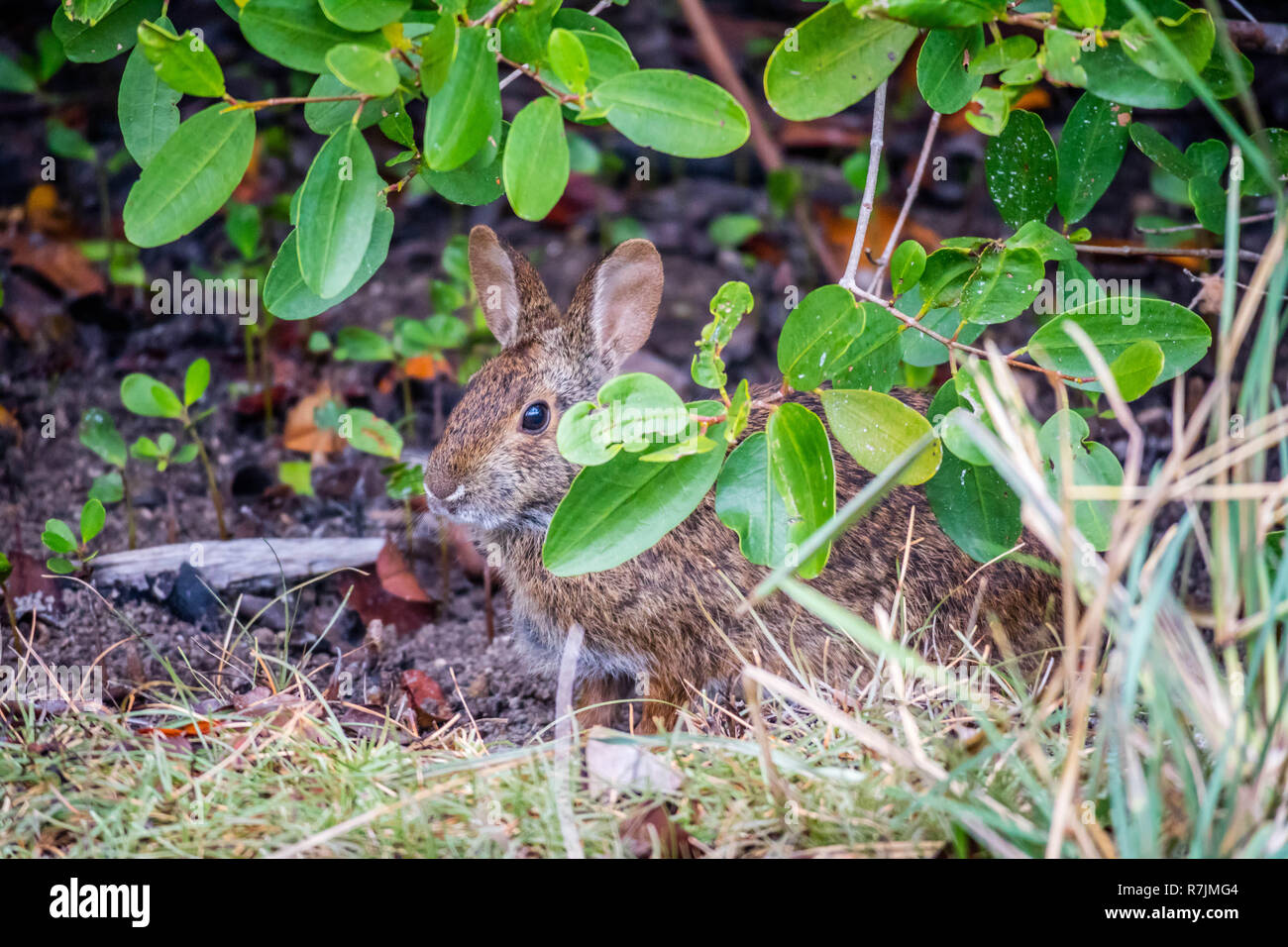 Swamp rabbit hi-res stock photography and images - Alamy