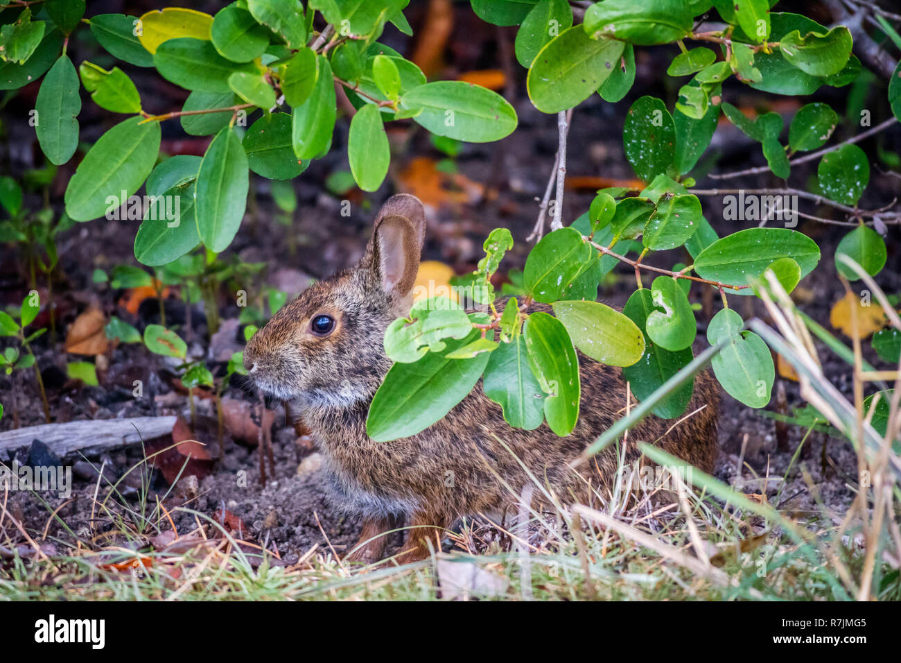 A brown Swamp Rabbit in Sanibel Island, Florida Stock Photo - Alamy