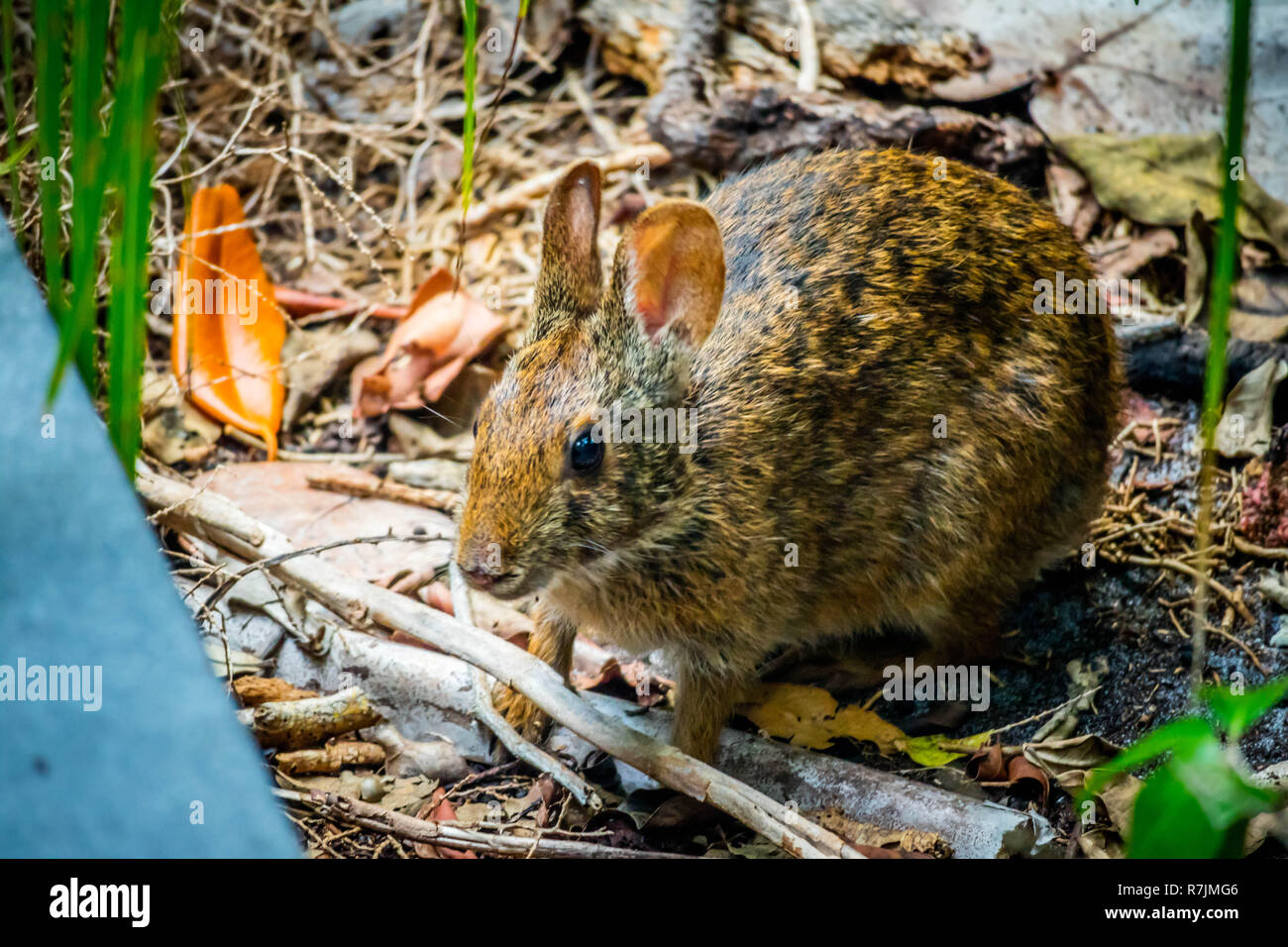 Swamp rabbit hi-res stock photography and images - Alamy