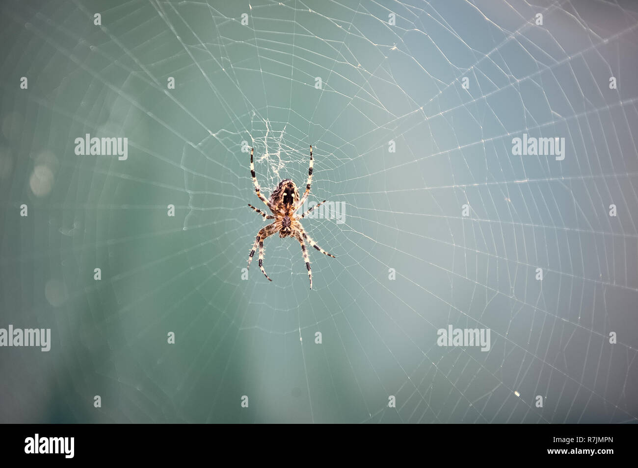 Spider spinning web in nature on blurred blue background. Arachnid ...