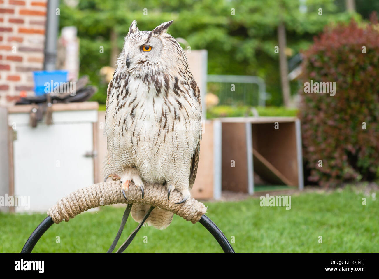 Biggest wingspan hi-res stock photography and images - Alamy