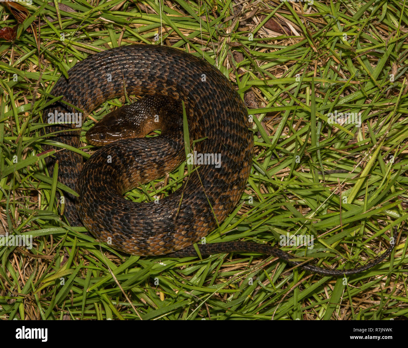 Florida Green Watersnake (Nerodia floridana) from Miami-Dade County ...