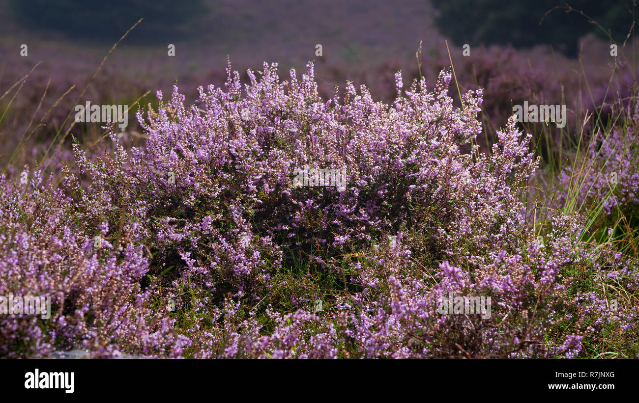 Horticulture heath bush hi-res stock photography and images - Alamy