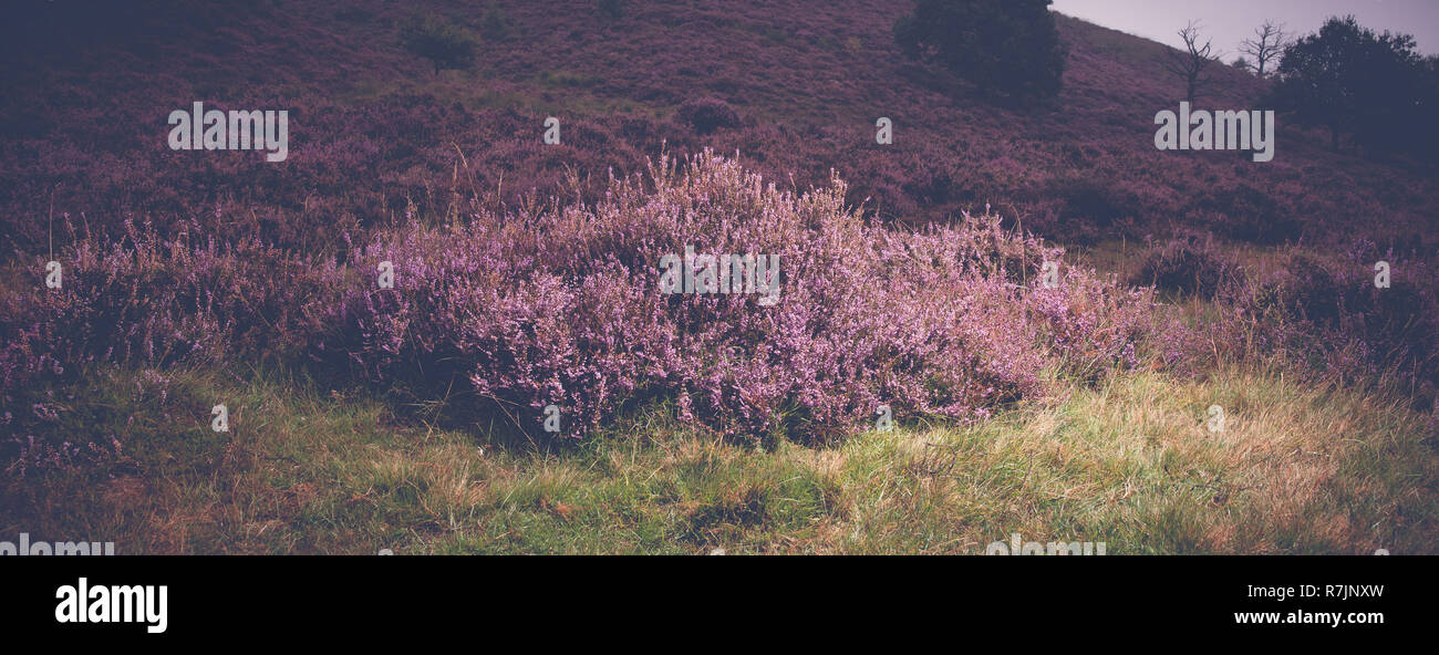 Purple heather blossoms in wild nature Stock Photo - Alamy