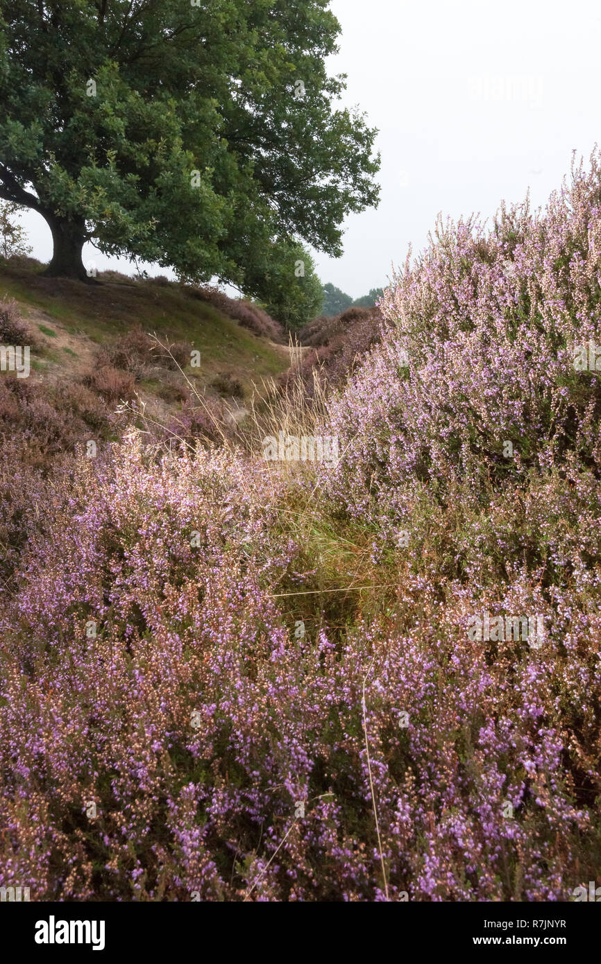 Horticulture heath bush hi-res stock photography and images - Alamy