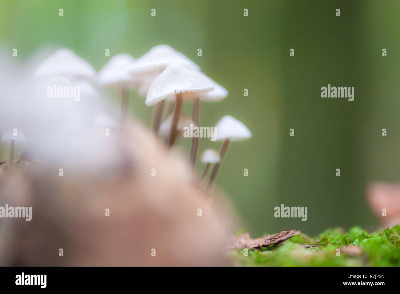 A group of poisonous mushrooms (fungus, toadstools) and moss on rotten ...