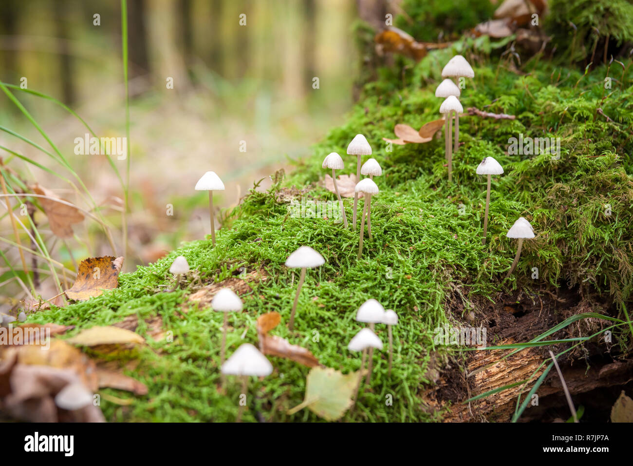 A group of poisonous mushrooms (fungus, toadstools) and moss on rotten ...