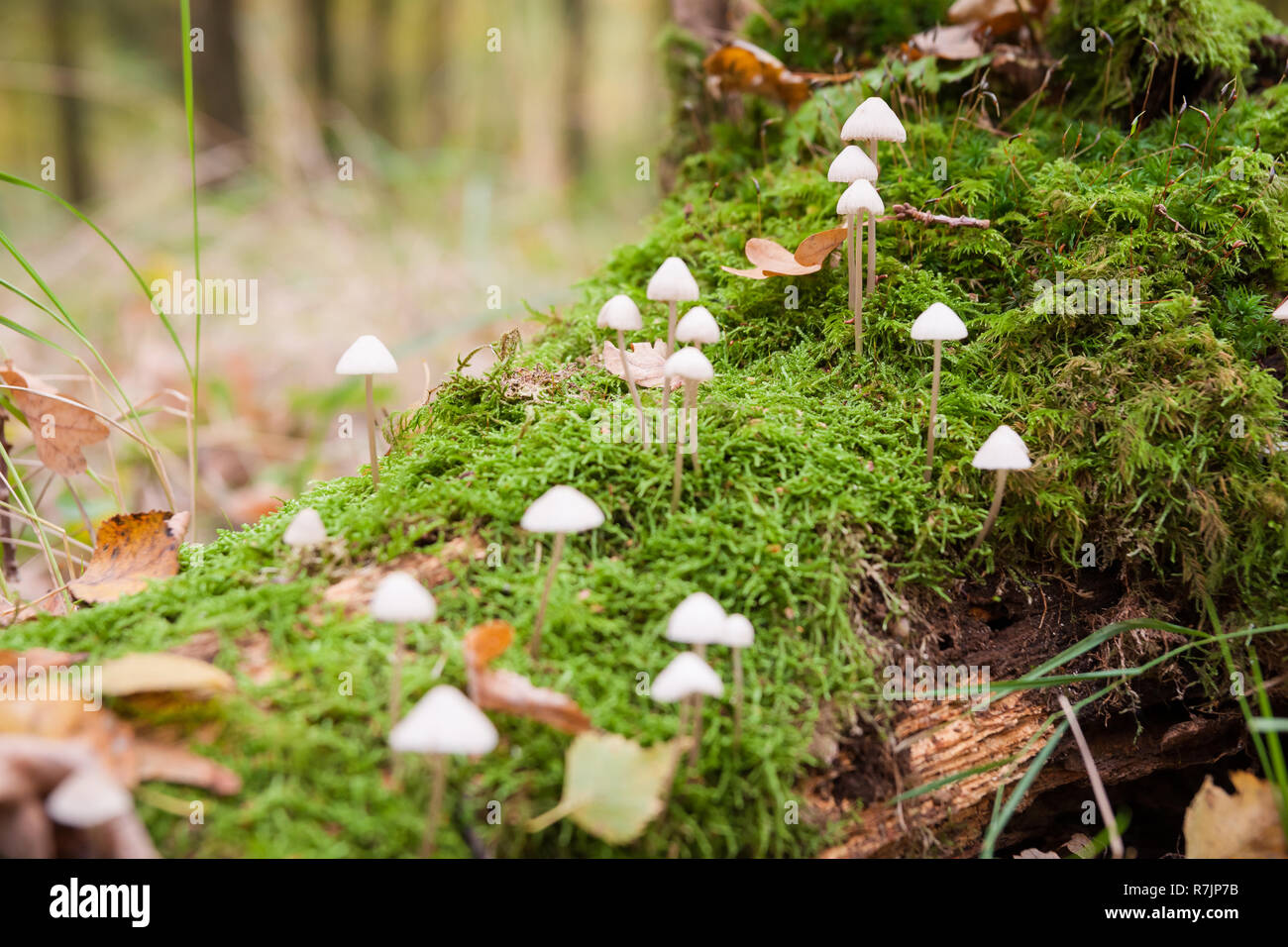 A group of poisonous mushrooms (fungus, toadstools) and moss on rotten ...