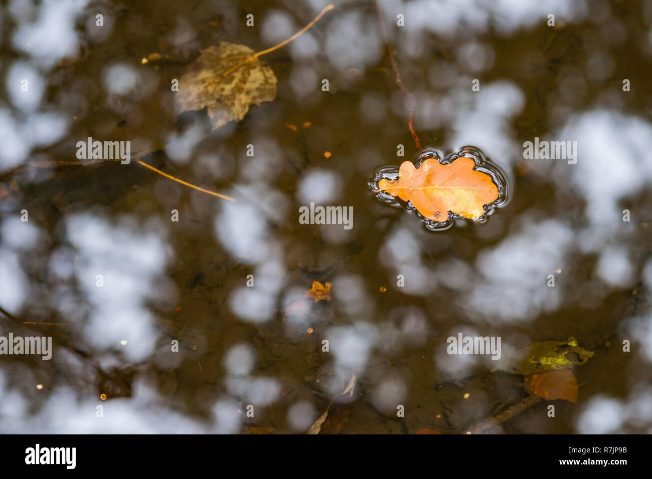 Oak tree leaf floating in water, leaves in creek. Autumn in forest ...