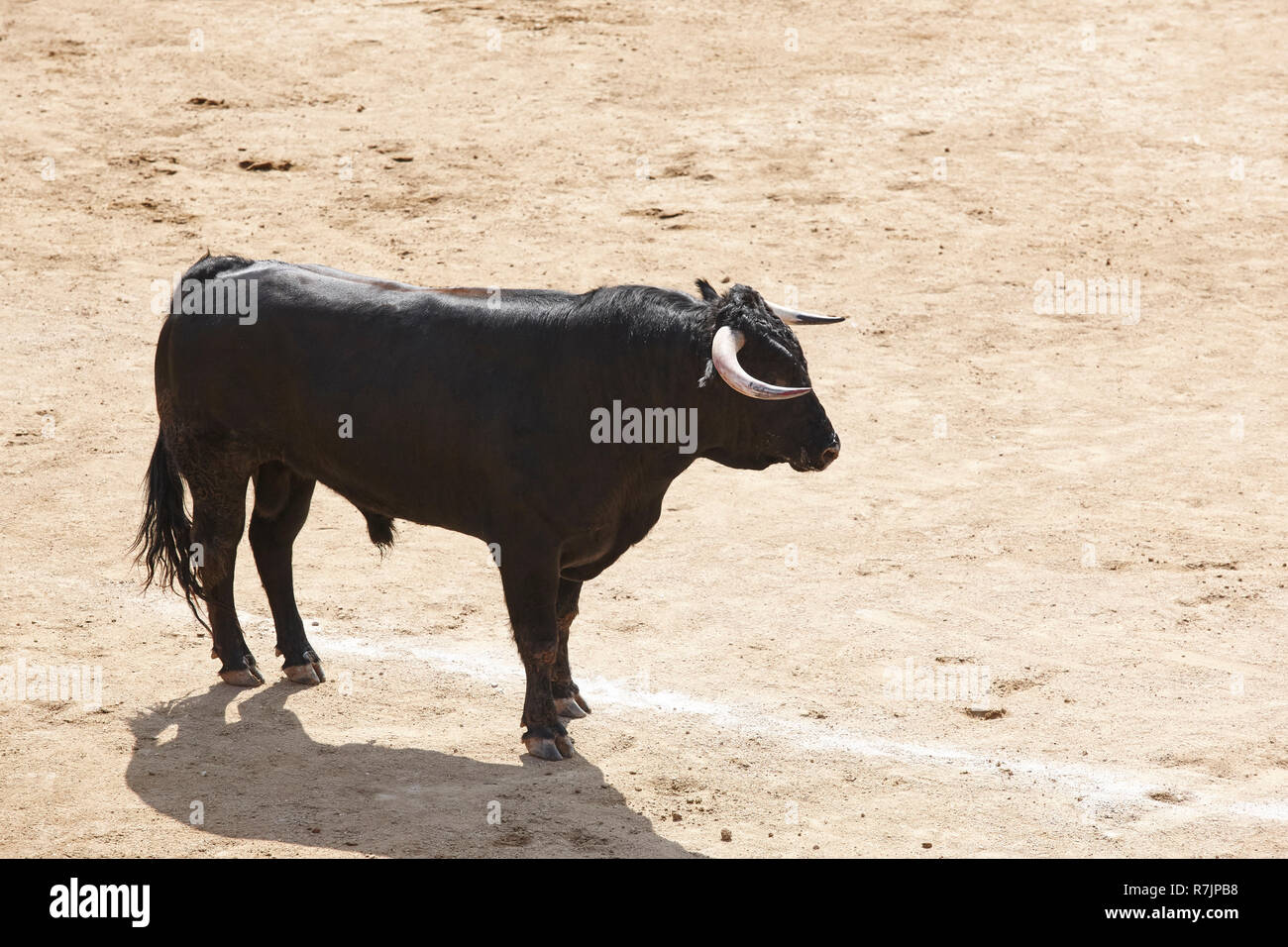 Fighting bull in the arena. Bullring. Toro bravo. Spain. Horizontal ...