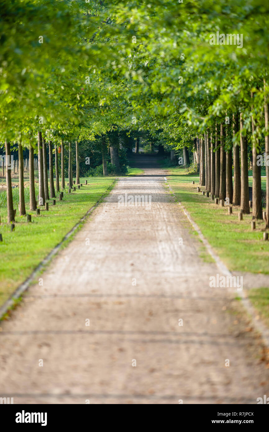 Lane with green trees along the footpath in park at sunny day ...